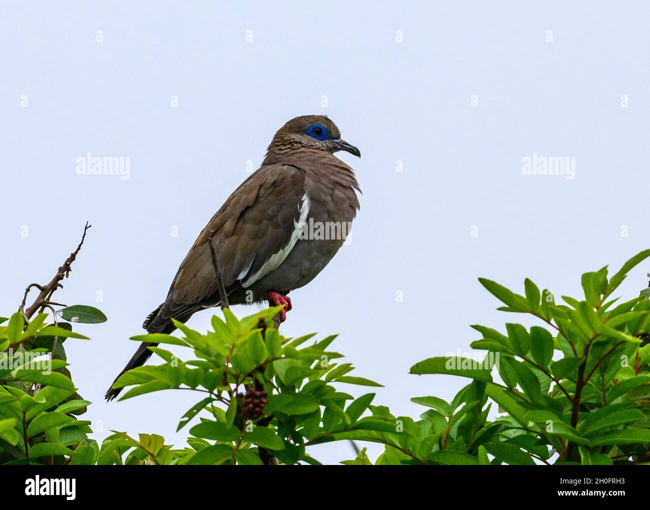 West peruvian dove hi-res stock photography and images - Alamy