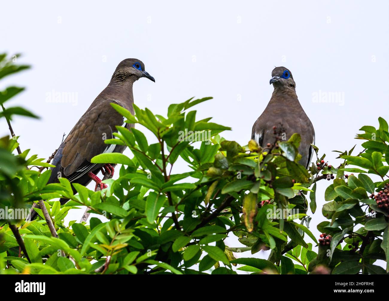 West peruvian dove hi-res stock photography and images - Alamy