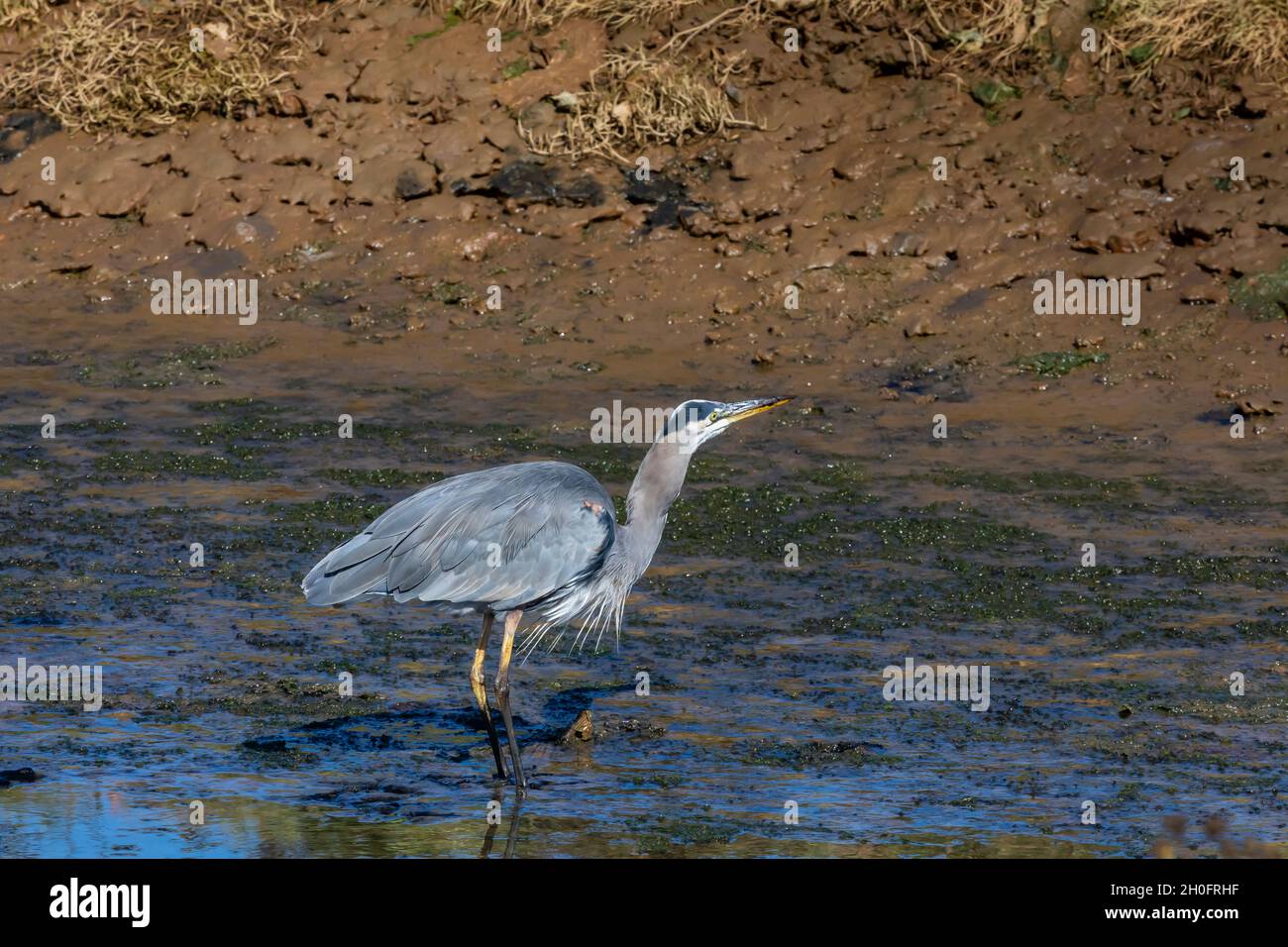 Great Blue Heron, Ardea herodiasm, swallowing a fish it caught in a low ...