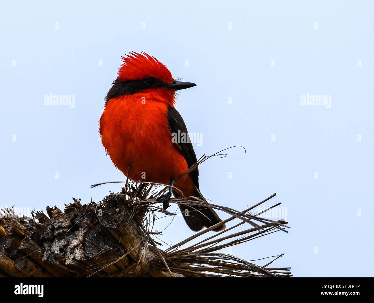 An adult male Vermilion Flycatcher (Pyrocephalus rubinus) with bright ...