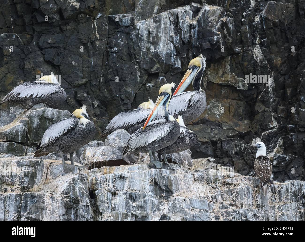 Peruvian Pelicans (Pelecanus thagus) resting on rocks. Lima, Peru ...