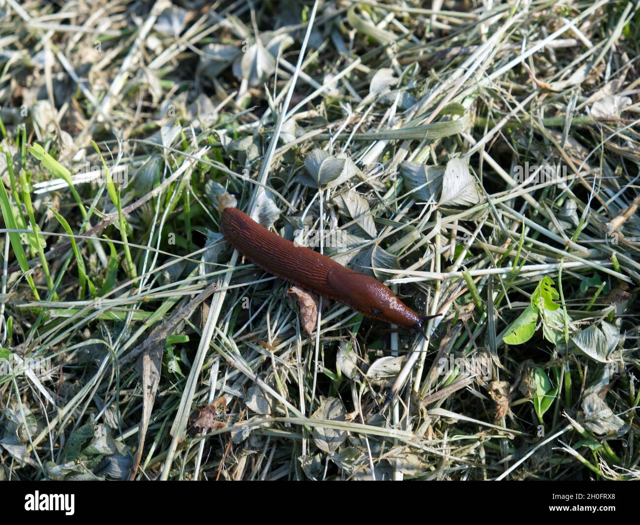 Beautiful top view of a common brown slug crawling in a garden during ...