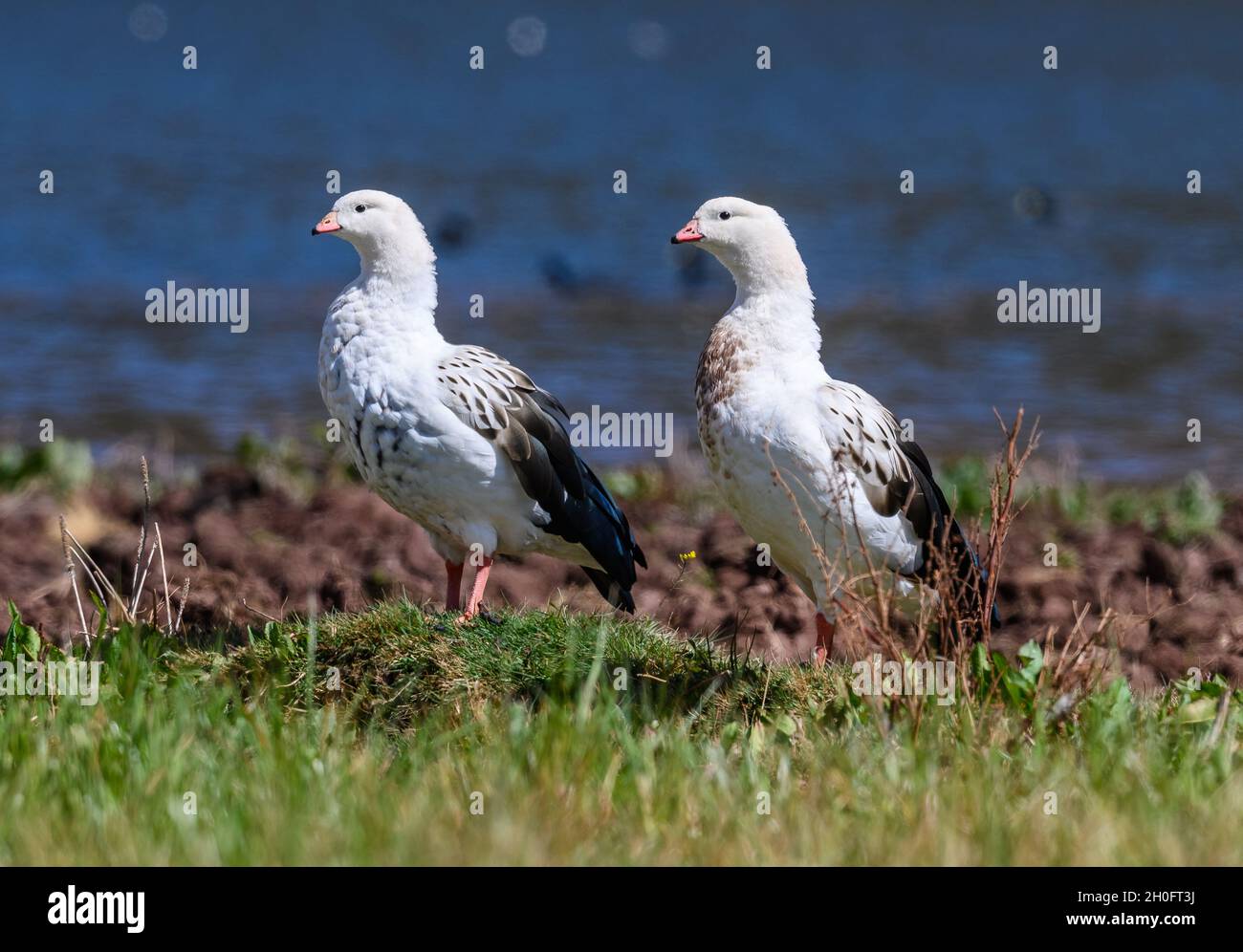 A pair Andean Geese (Oressochen melanopterus) foraging by a lake shore ...