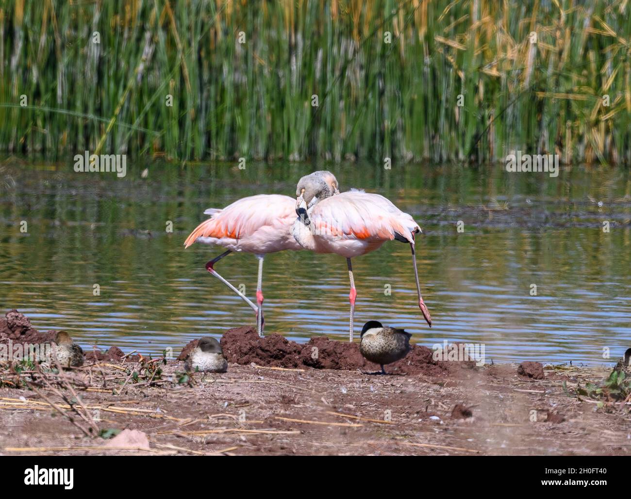 Chilensis hi-res stock photography and images - Alamy