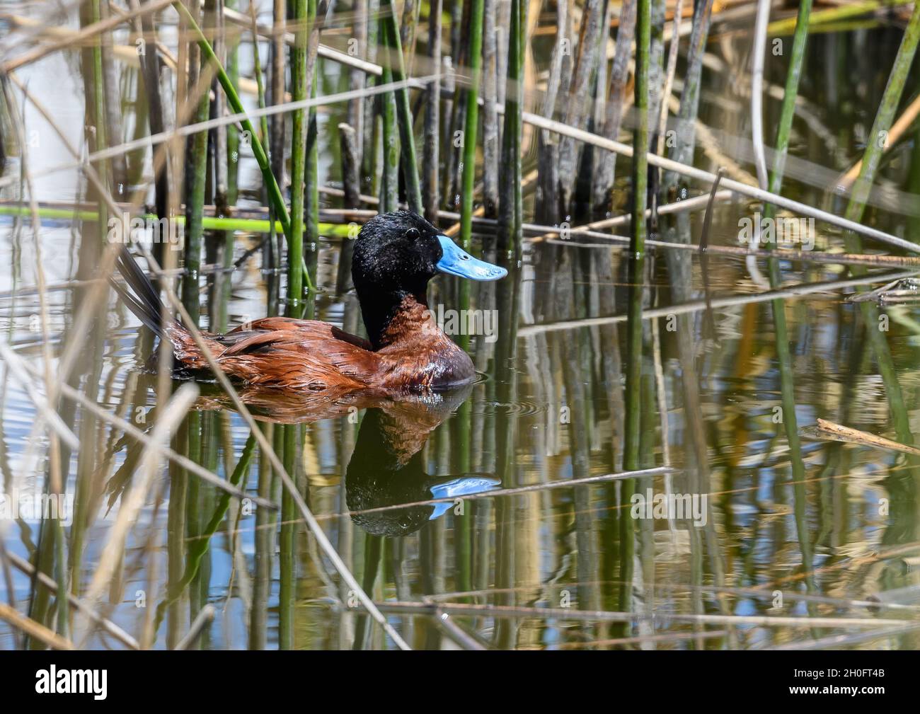 A male Andean Duck (Oxyura ferruginea) swimming in a lake. Cuzco, Peru ...