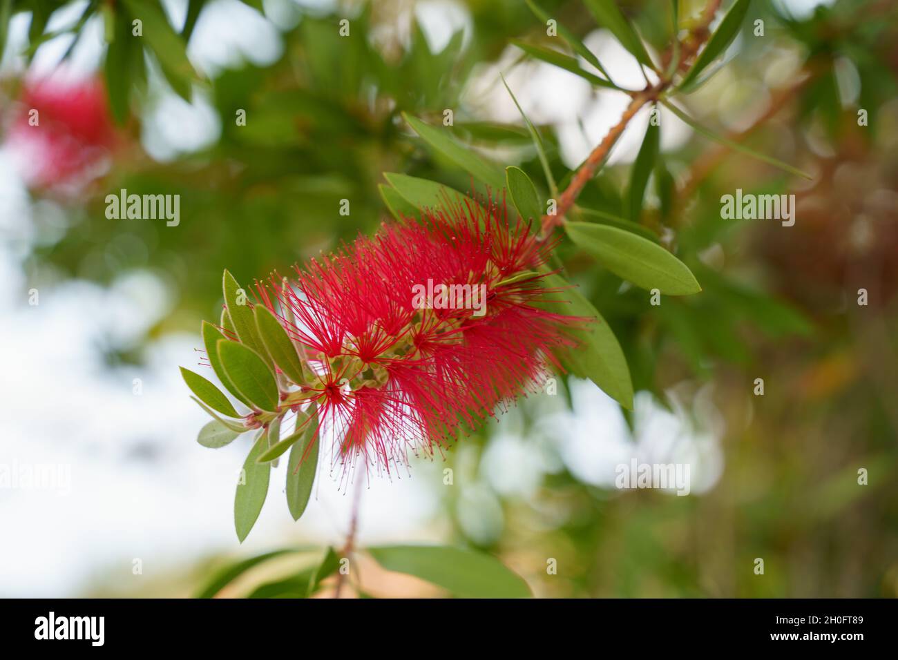 Strange red exotic tropical flower with green leaves. Close up shot ...