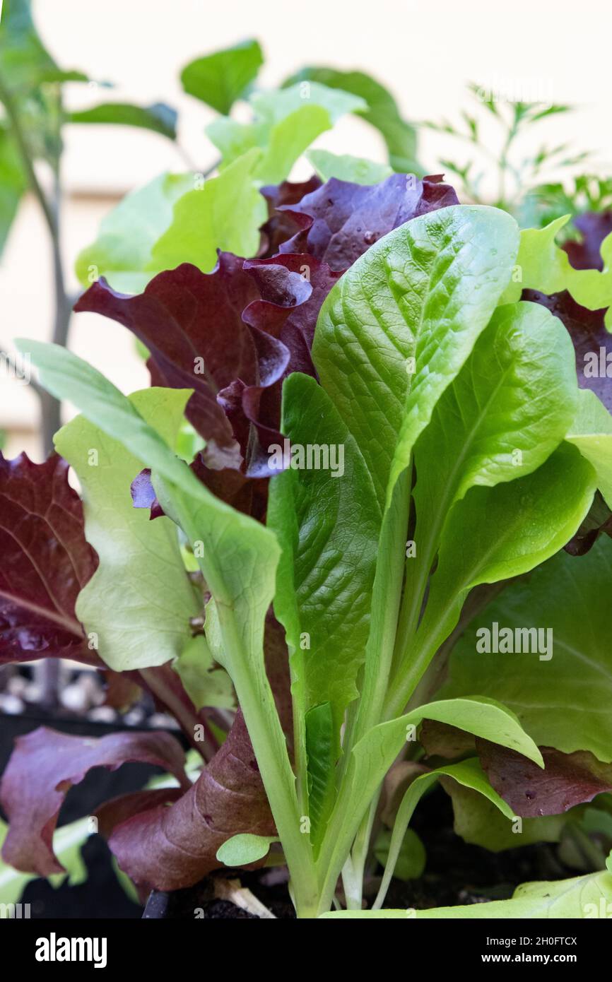 Lettuce starts hi-res stock photography and images - Alamy