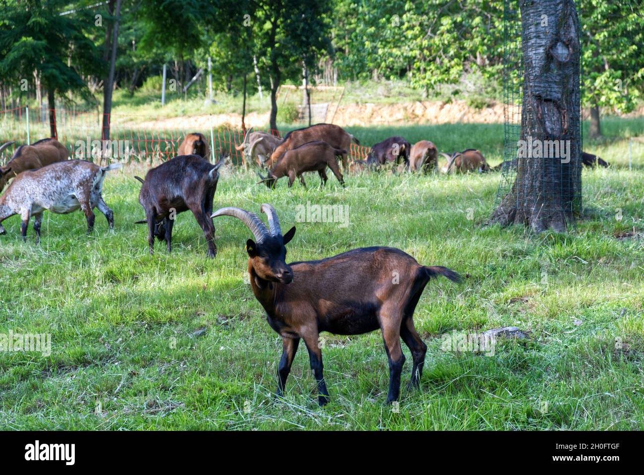Closeup shot goats eating grass hi-res stock photography and images - Alamy