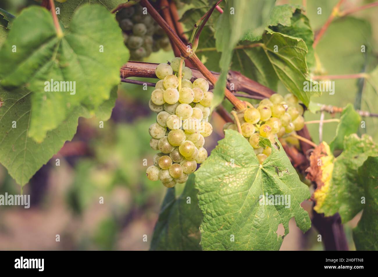 Vineyard fruit clusters hi-res stock photography and images - Alamy