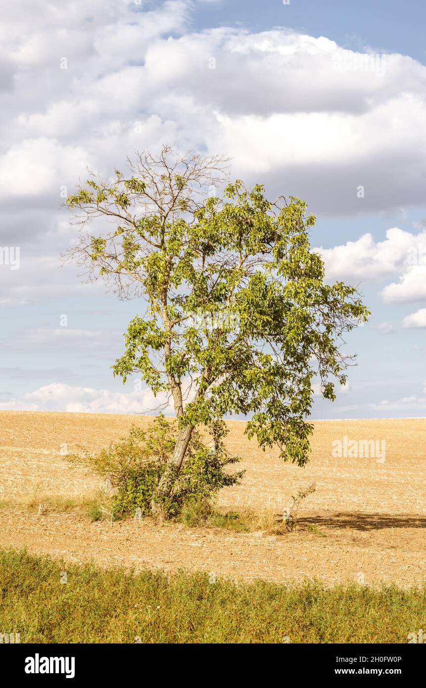 One lonely tree hi-res stock photography and images - Alamy