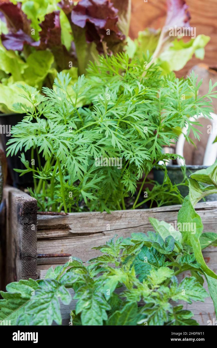 Vegetable Starts ready for planting in the garden Stock Photo - Alamy