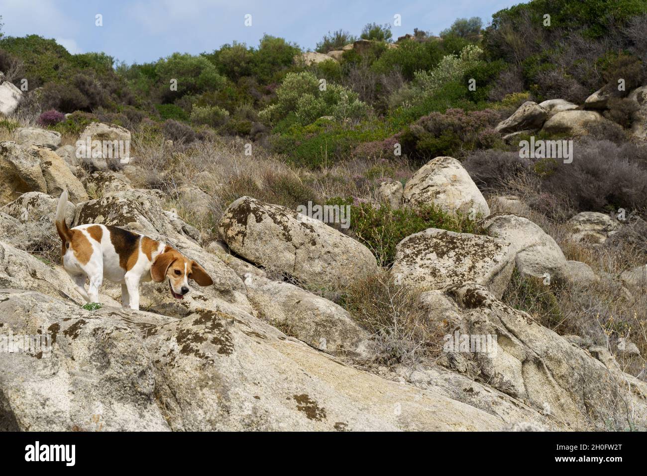 Cute tree color beagle dog on the rock looking down Stock Photo - Alamy