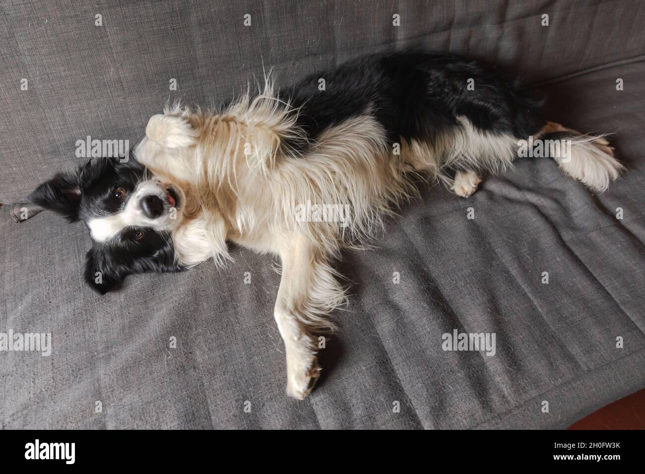 Funny cute puppy dog border collie lying down on couch at home indoors ...