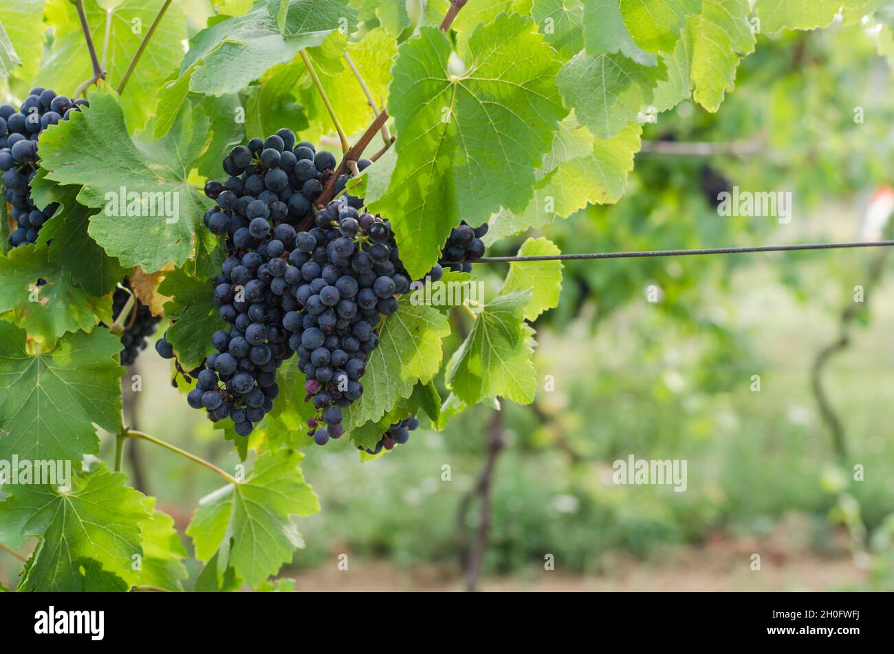 Blue grape clusters hi-res stock photography and images - Alamy