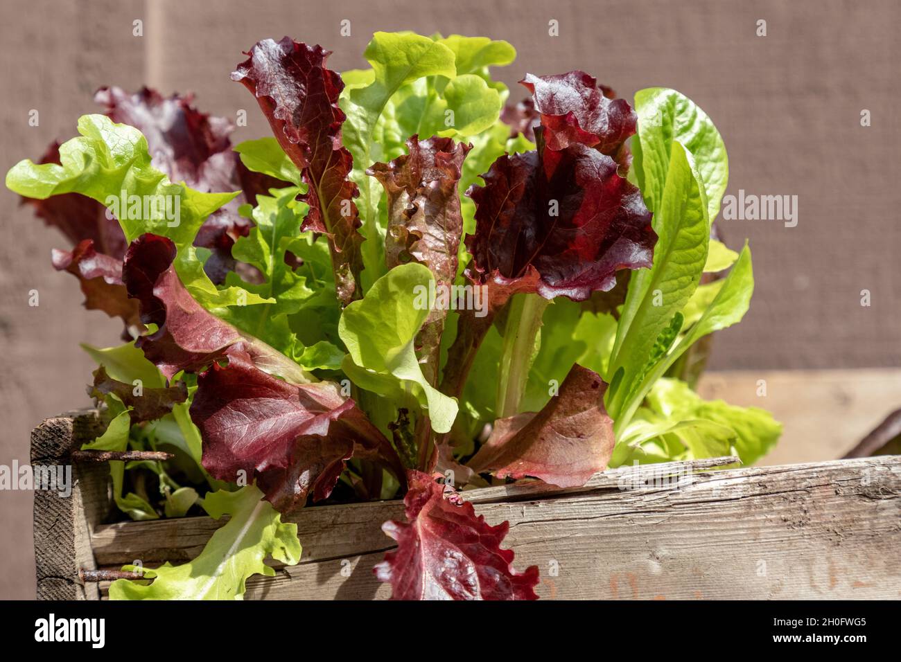 Lettuce starts hi-res stock photography and images - Alamy