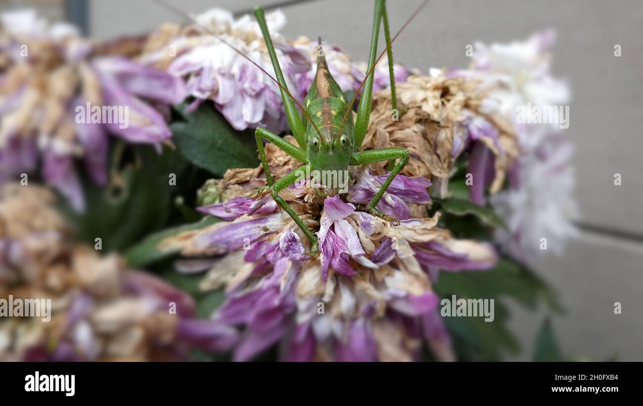 Closeup shot of a green locust sitting on the purple flower Stock Photo ...