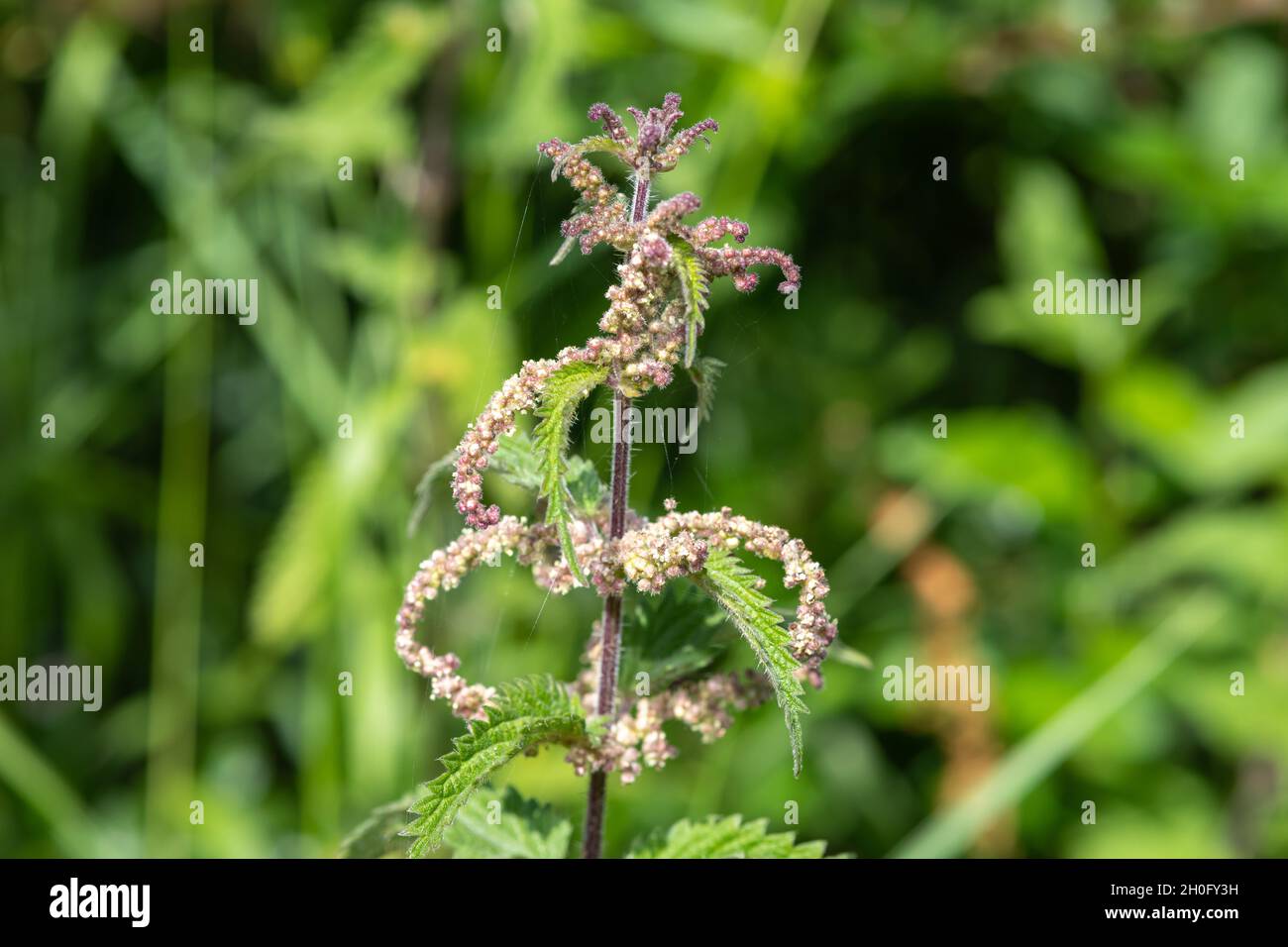 Close up of seeds on a stinging nettle (urtica dioica) plant Stock ...