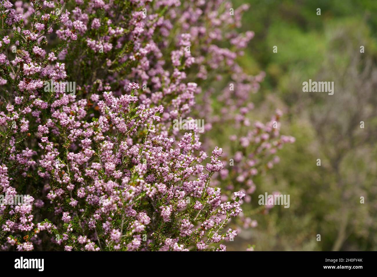 Spring heath hi-res stock photography and images - Alamy