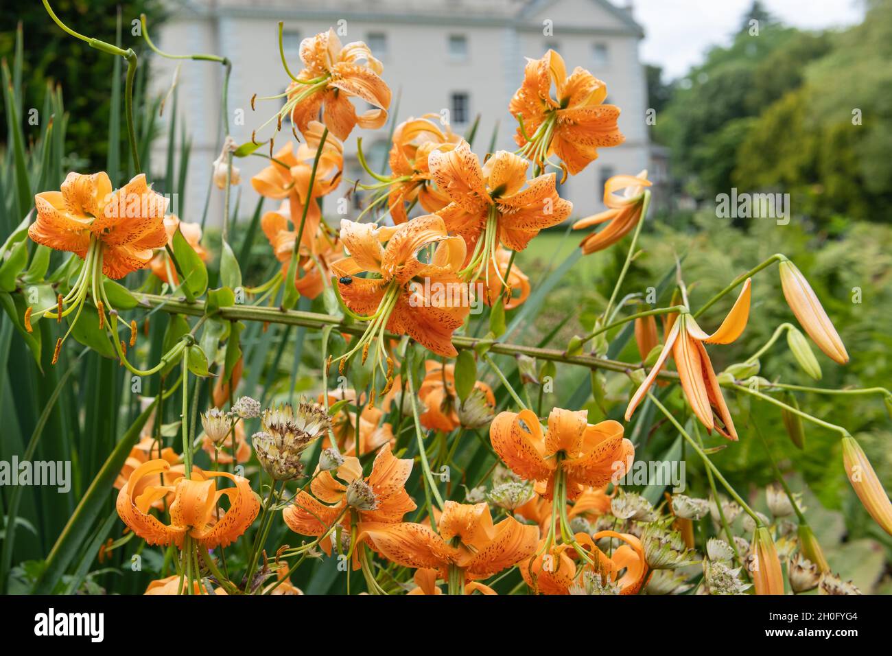 Tiger lily (lilium henryi) flowers in bloom Stock Photo - Alamy