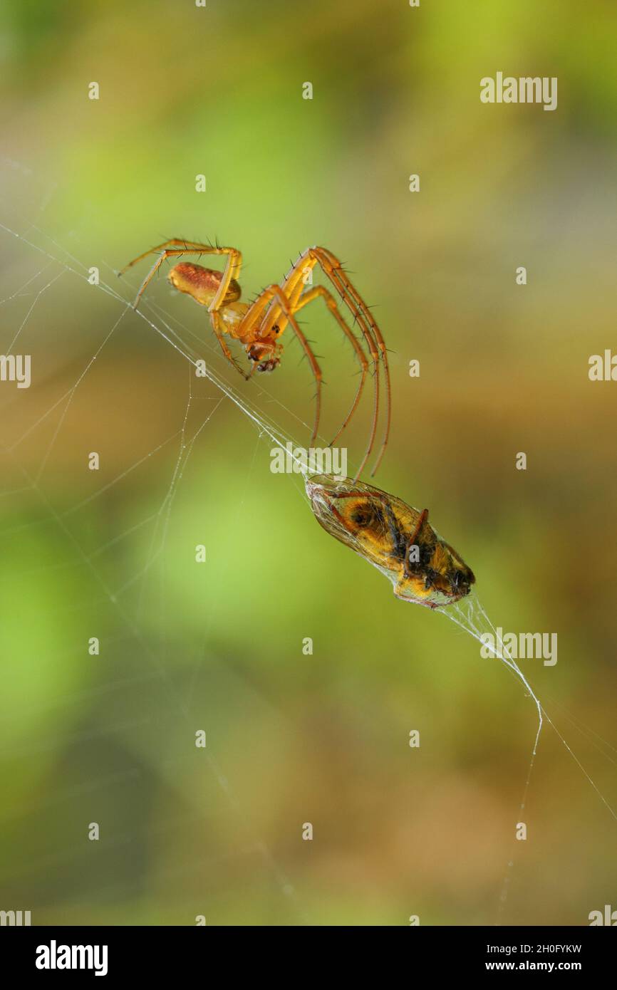 Vertical shot of a bee hanging from the spider web in nature and a ...