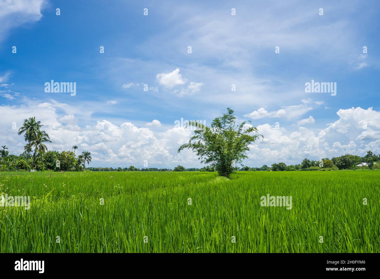 Shot of a wide rice field with trees in the background under a bright ...