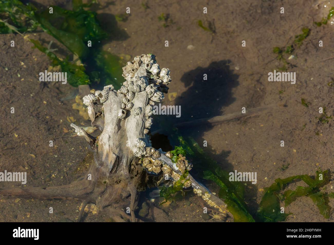 Barnacles exposed at low tide in Billy Frank Jr. Nisqually National ...