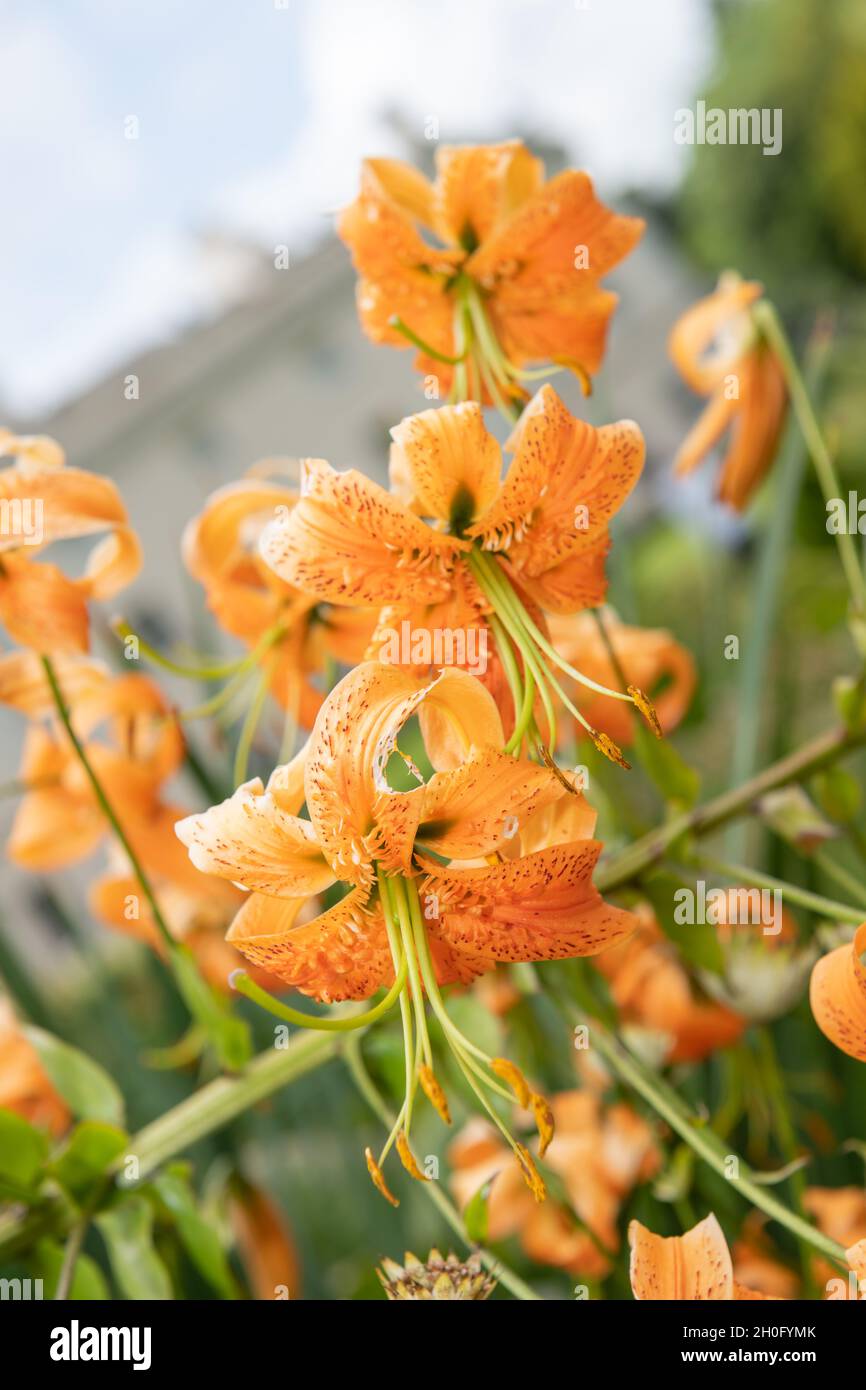 Henryi lily hi-res stock photography and images - Alamy