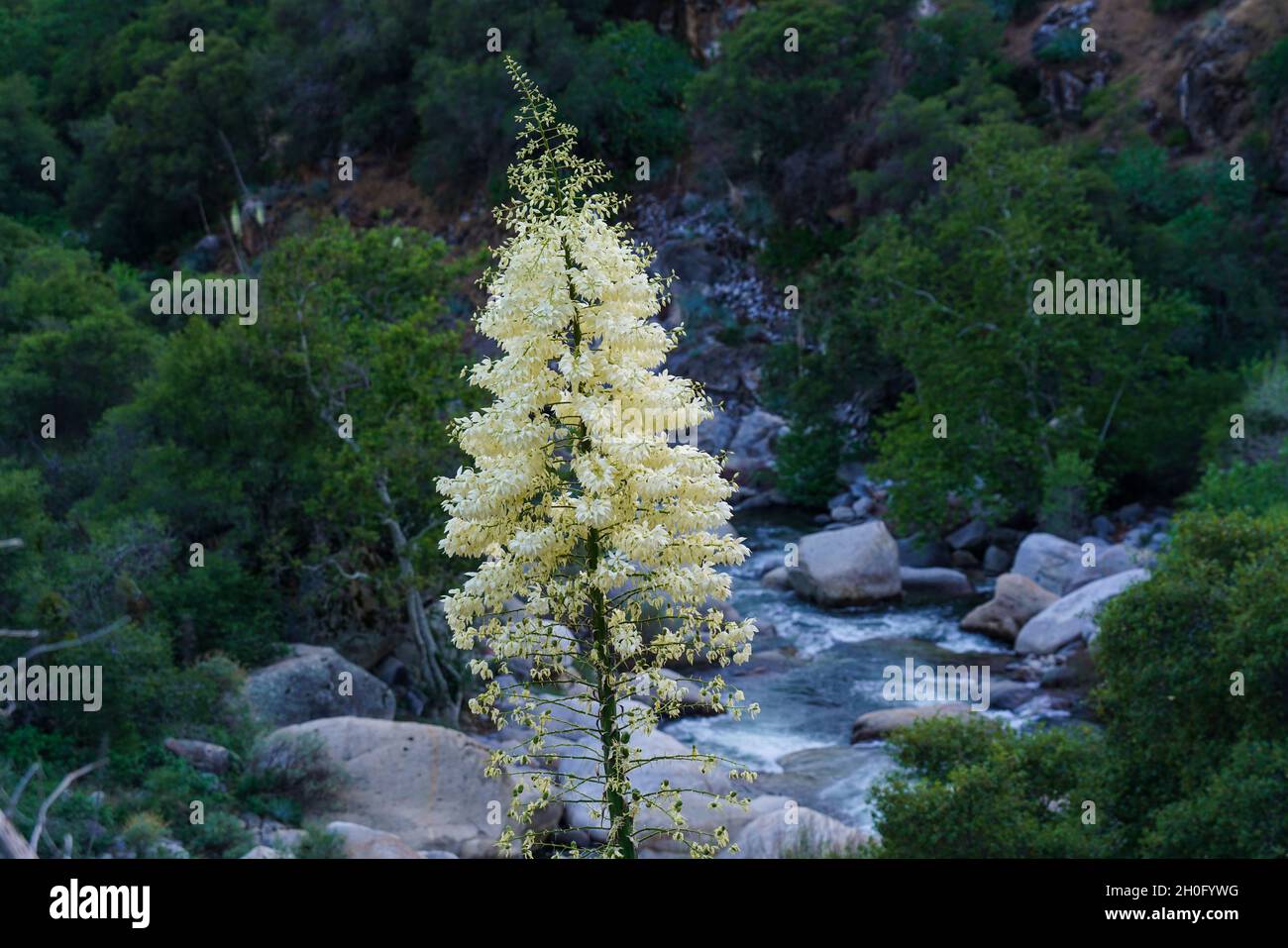 Yucca trees in bloom, California Stock Photo - Alamy