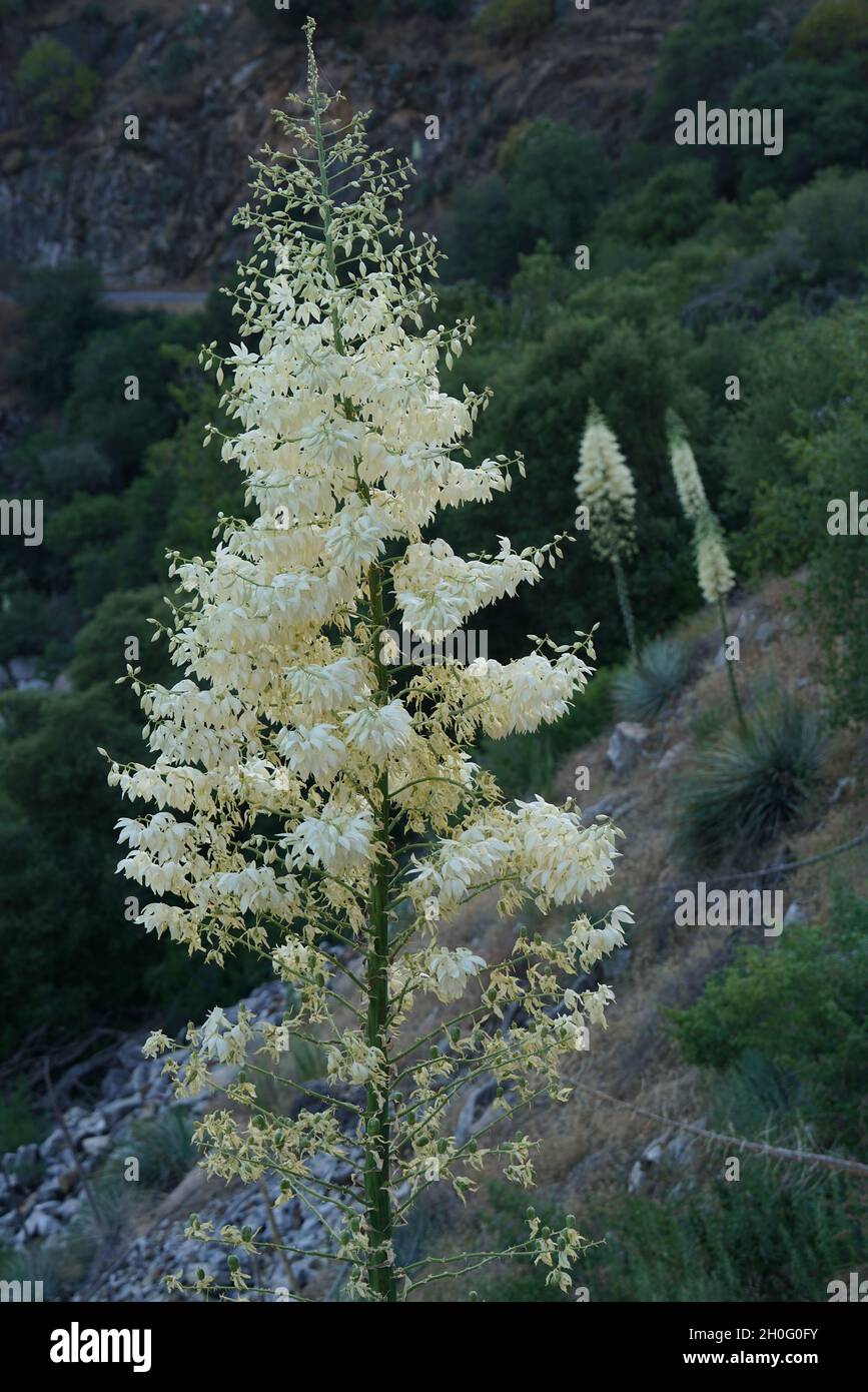 Yucca trees in bloom, California Stock Photo - Alamy
