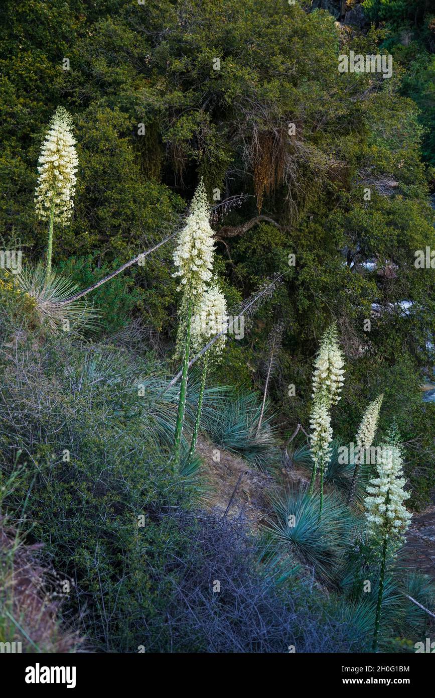Yucca trees in bloom, California Stock Photo - Alamy