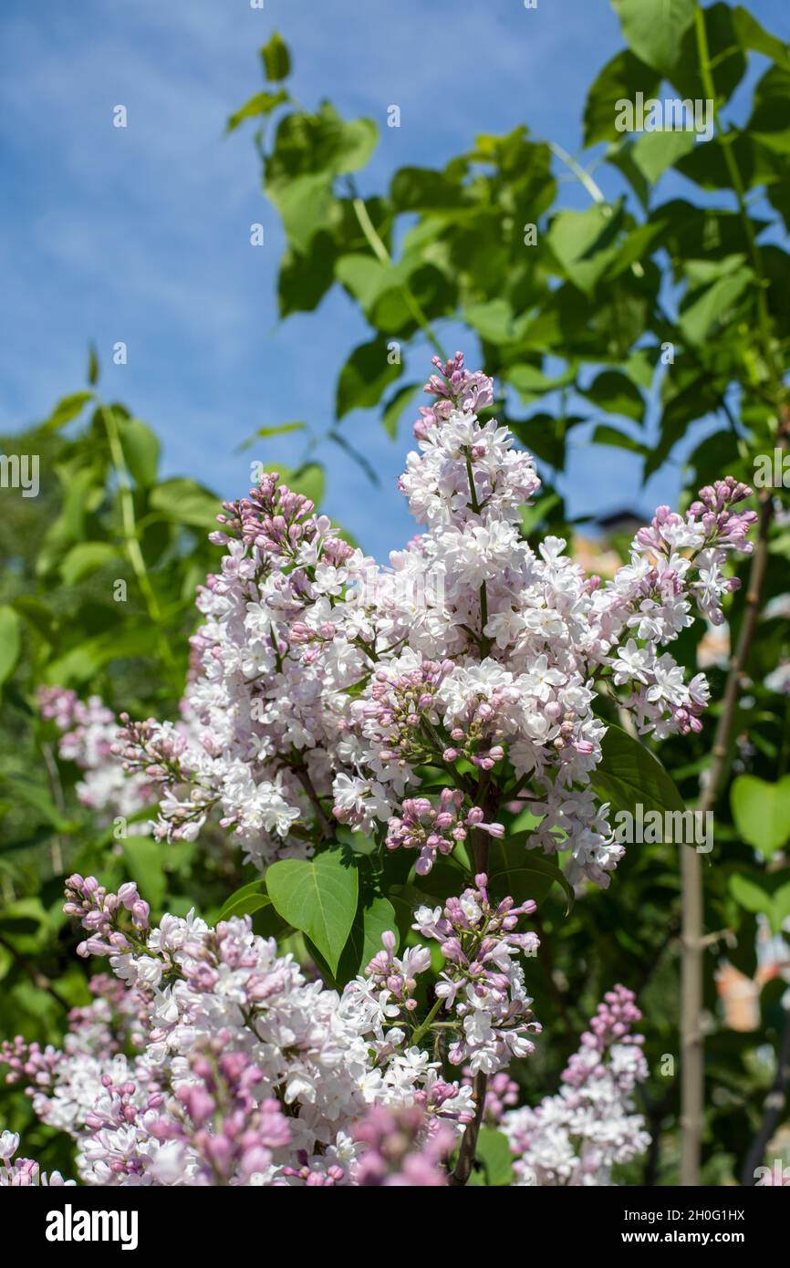 Syringa flower lilac blossom natrual blooming flower light lilac color ...