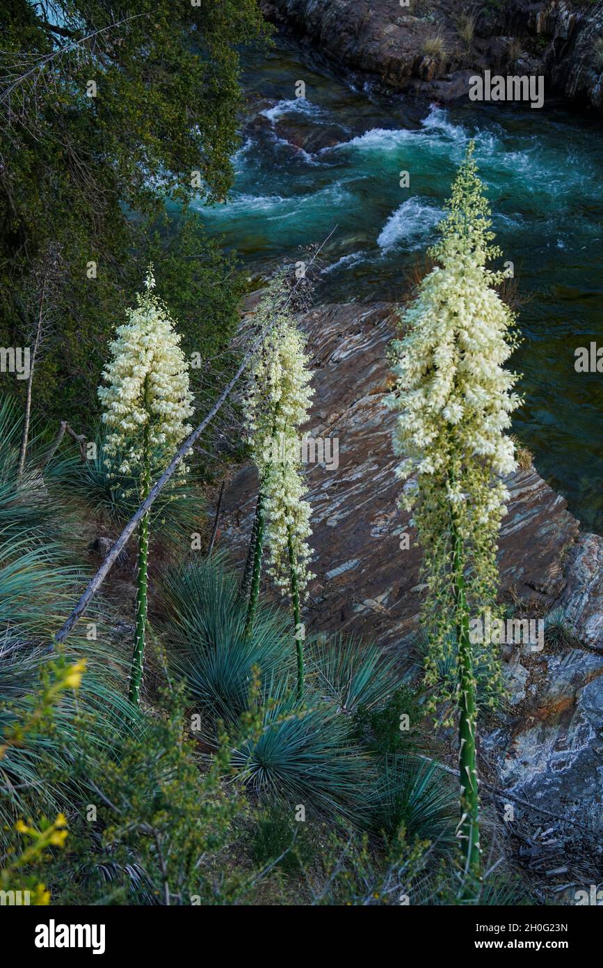 Yucca trees in bloom, California Stock Photo - Alamy