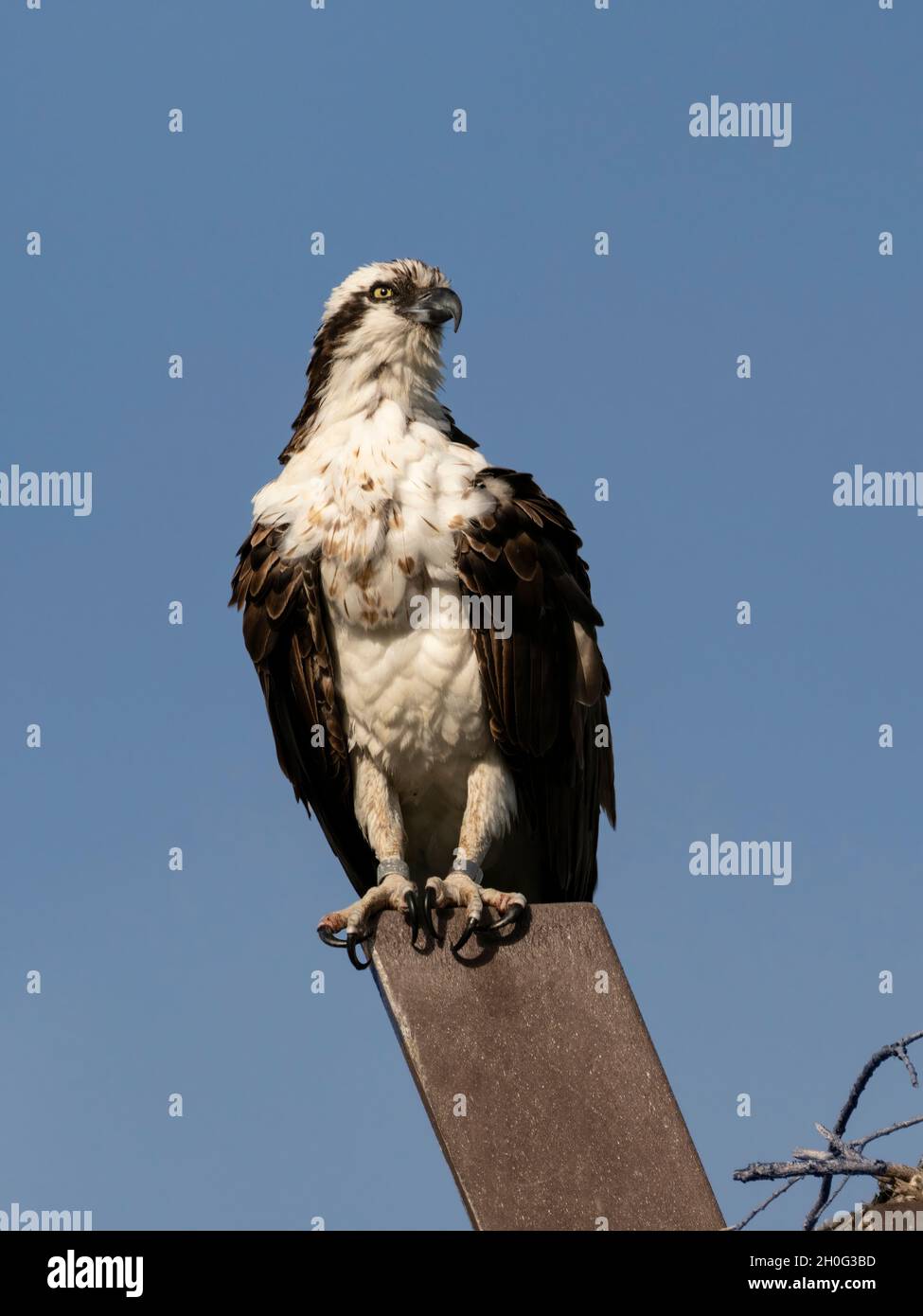 Raptor nesting platform hi-res stock photography and images - Alamy