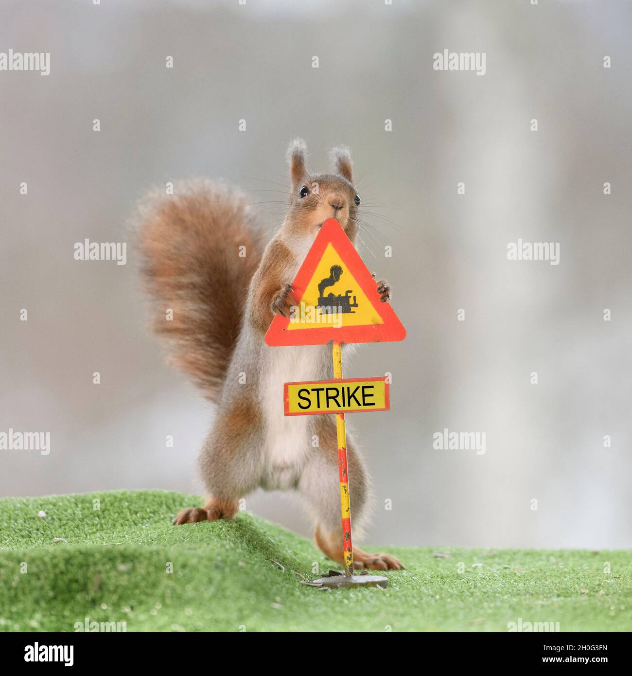 Red squirrel warning sign hi-res stock photography and images - Alamy