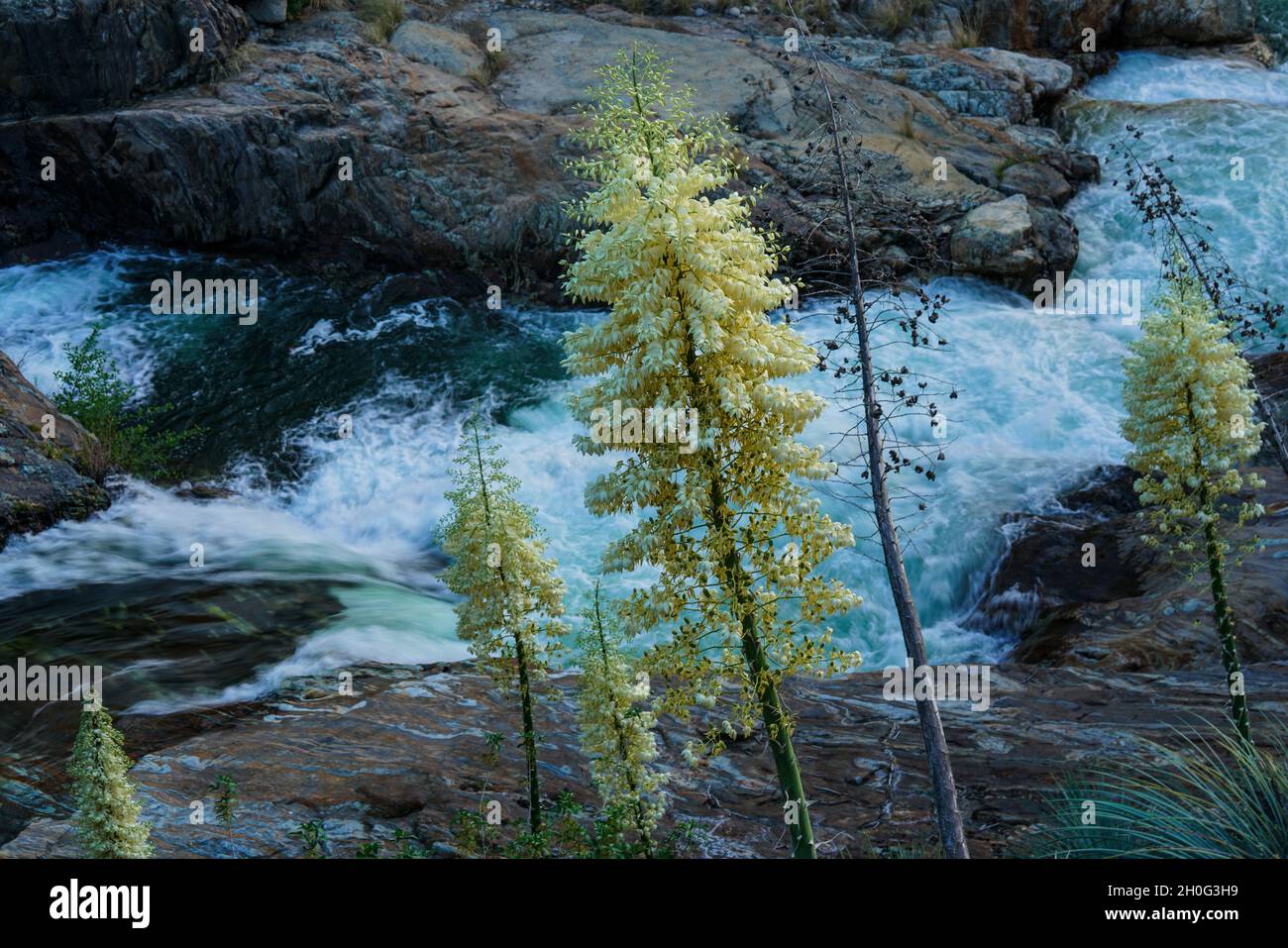 Yucca trees in bloom, California Stock Photo - Alamy