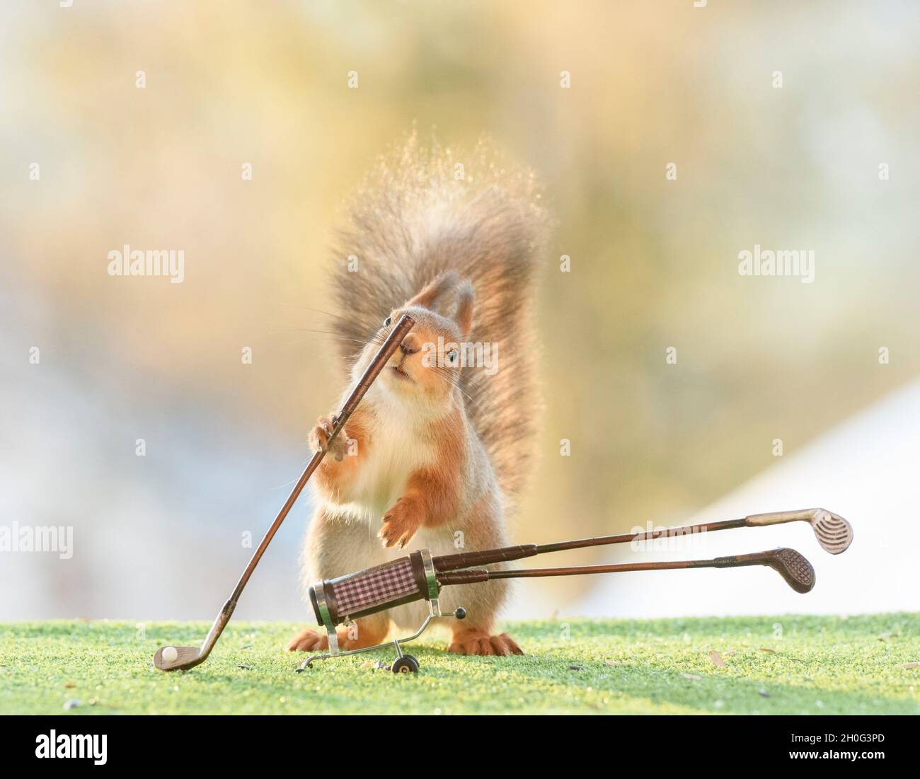 Red squirrel is holding a golf bag hi-res stock photography and images ...