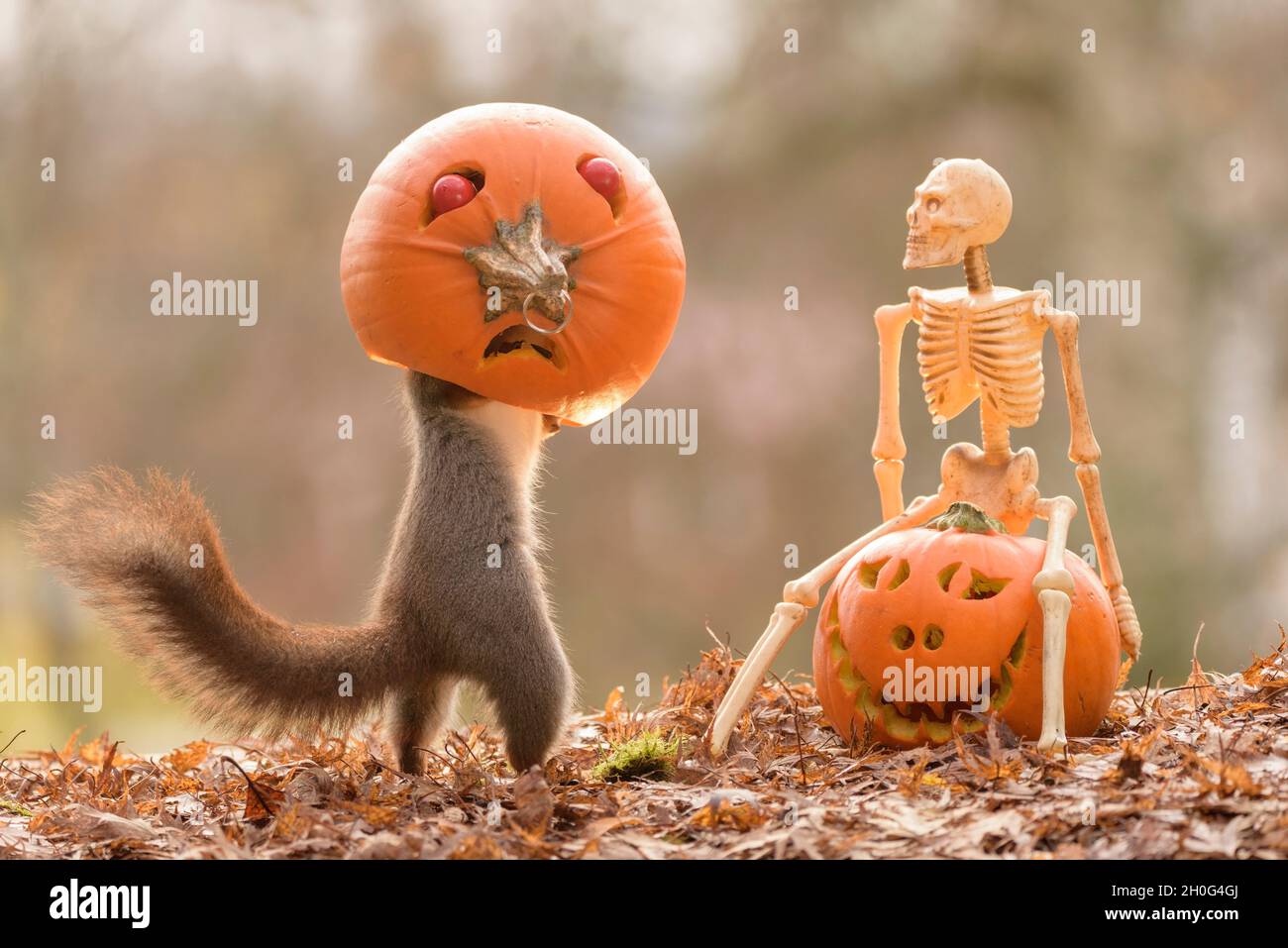 Squirrel Pumpkin Carving Template