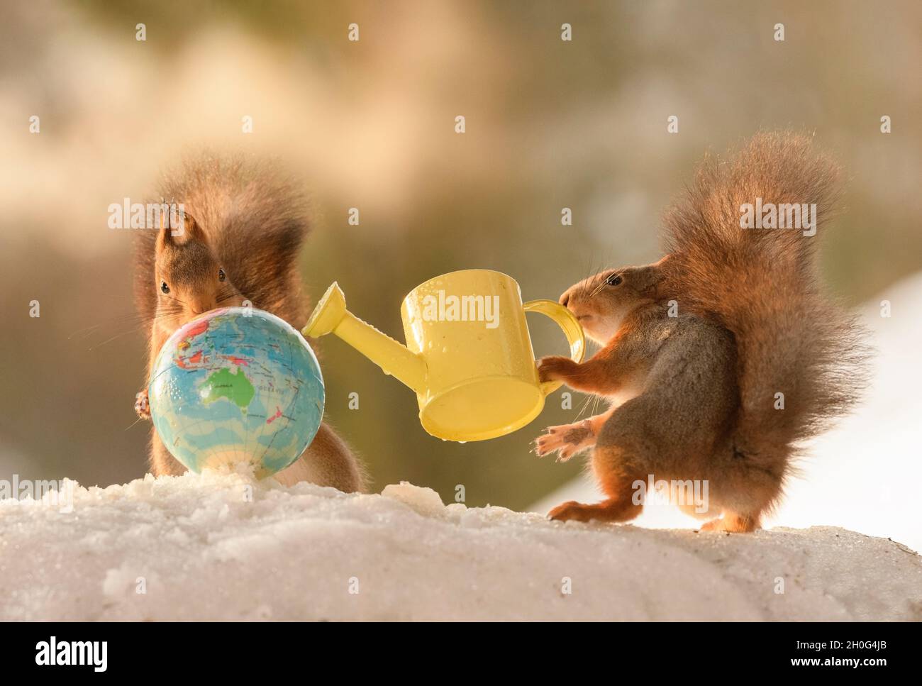 red squirrels are standing with a watering can and earth globe Stock ...