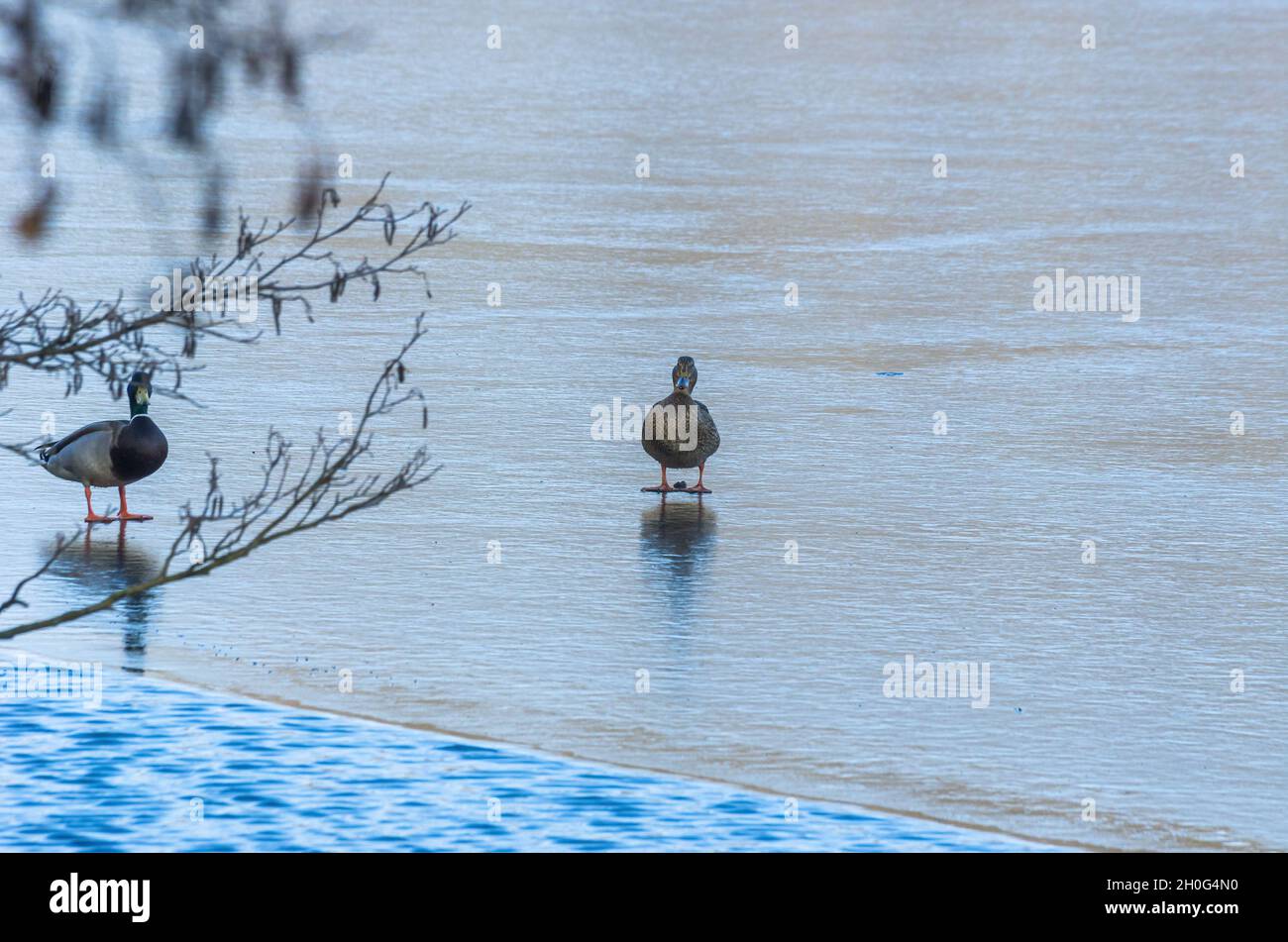 Mallard ducks winter pond hi-res stock photography and images - Alamy