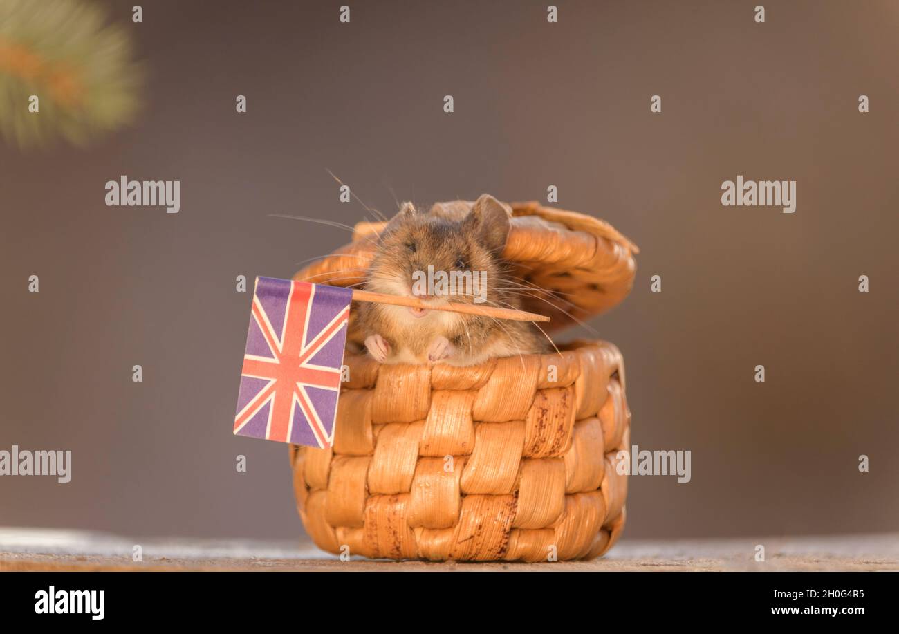 House mouse uk hi-res stock photography and images - Alamy