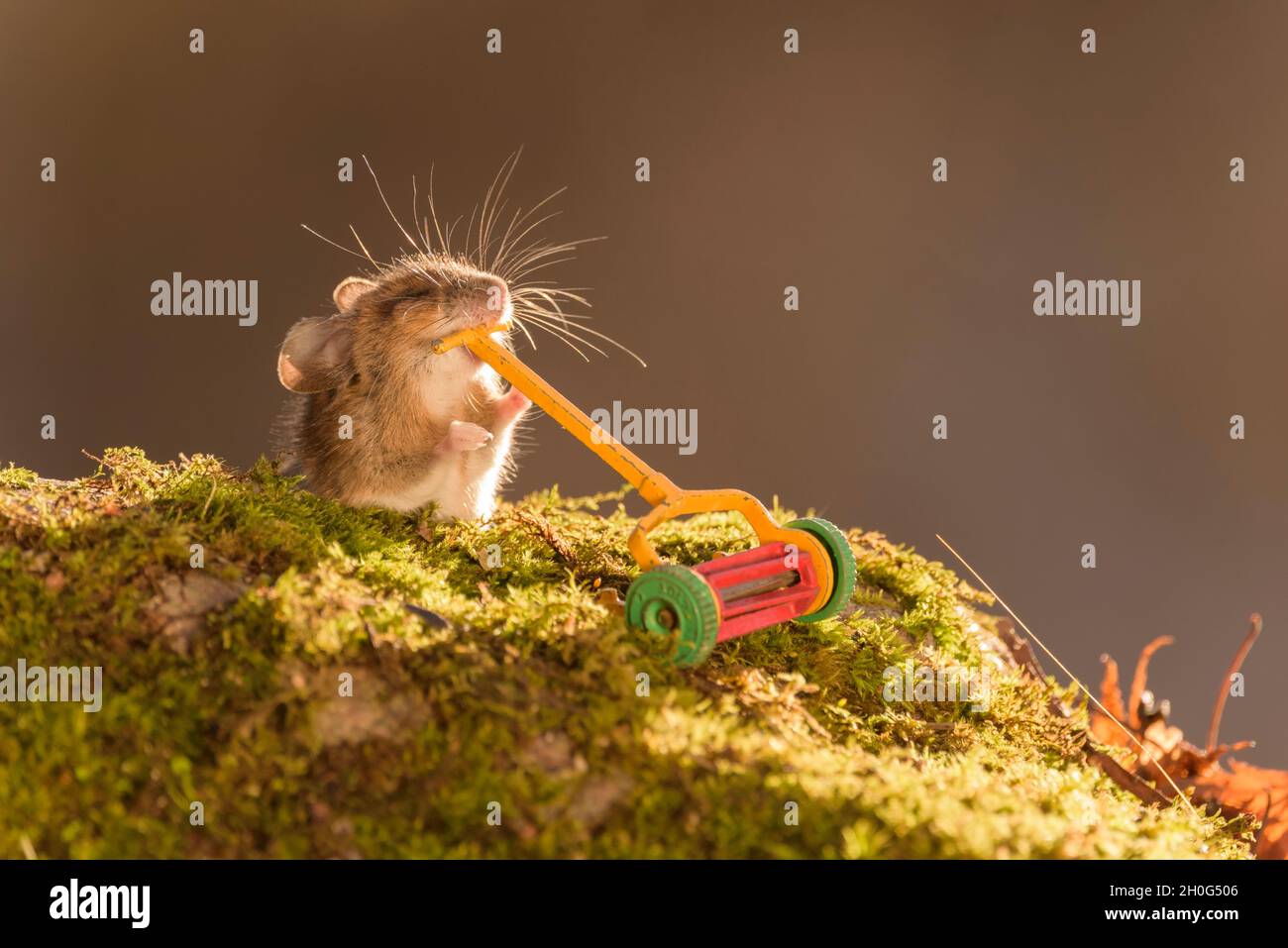 Mouse animal grass hi-res stock photography and images - Alamy