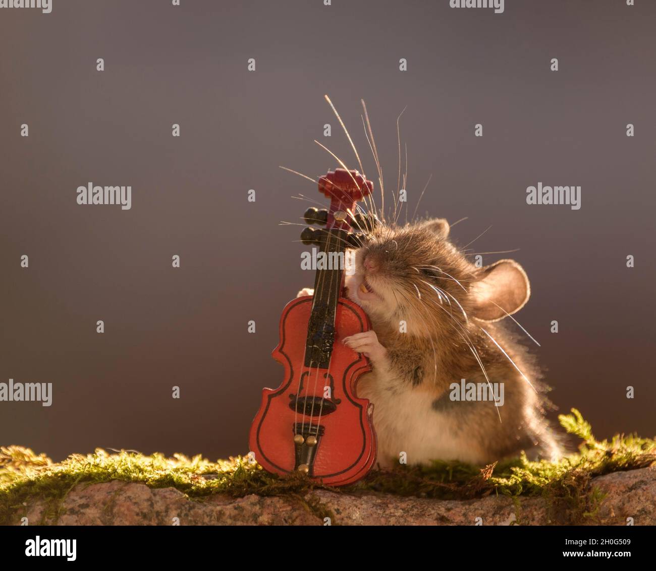 Violin head no people hi-res stock photography and images - Alamy