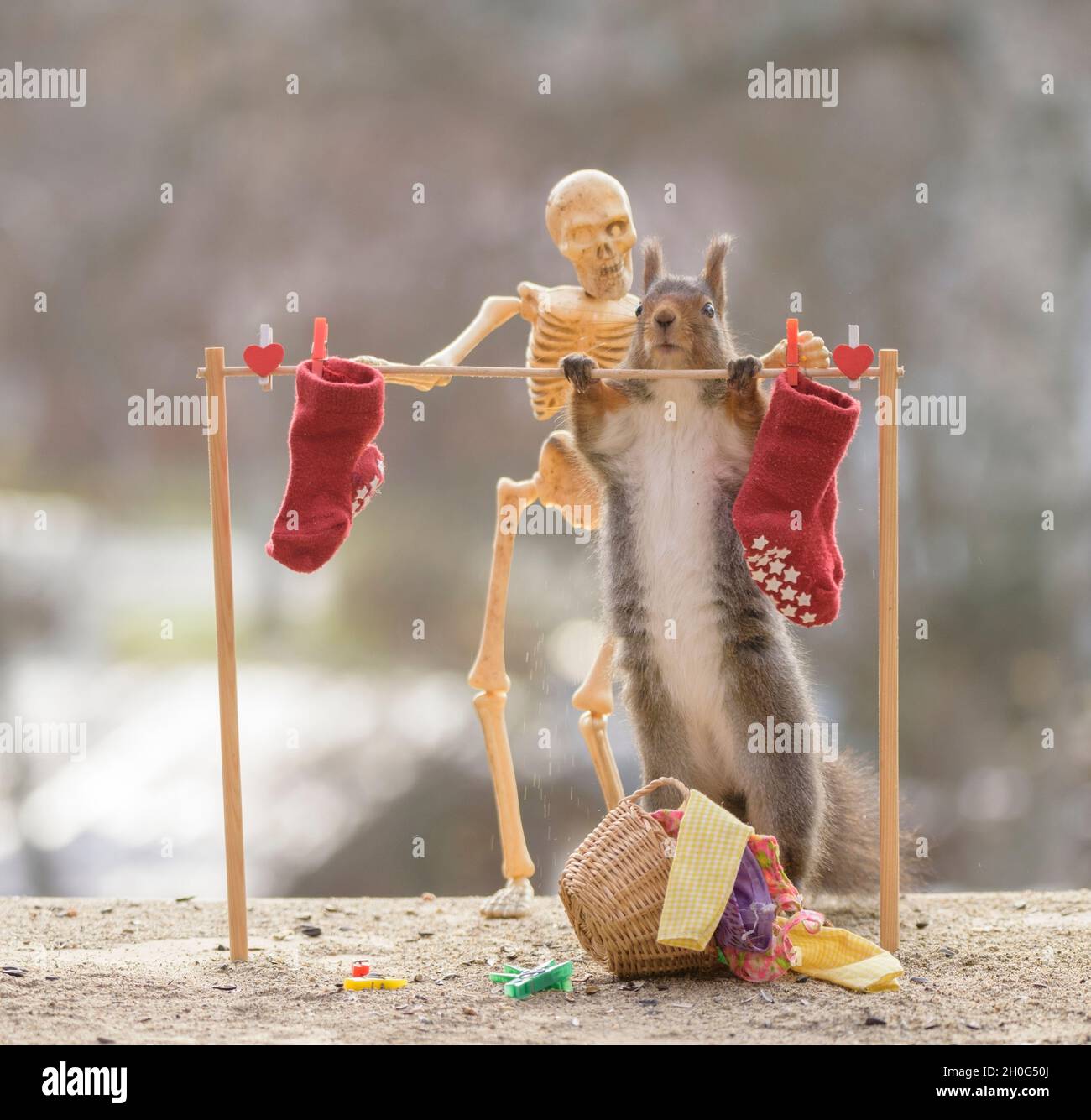 Squirrel washing line hi-res stock photography and images - Alamy