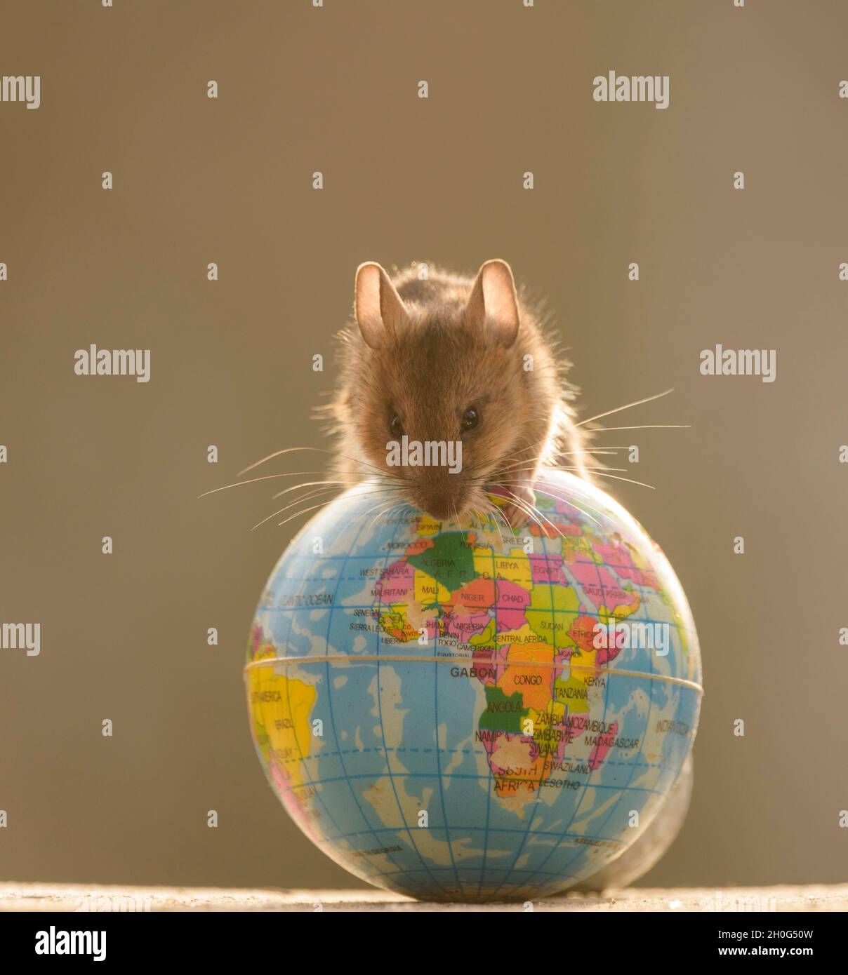 Globe on tail hi-res stock photography and images - Alamy