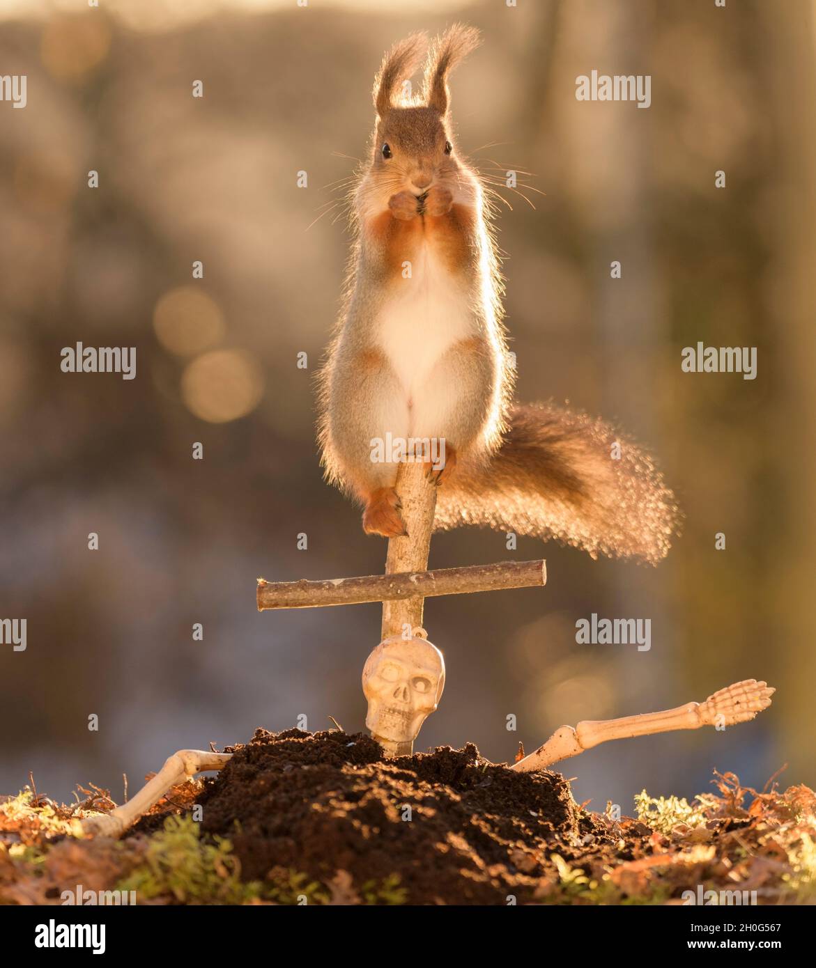 Stiff corpse hi-res stock photography and images - Alamy