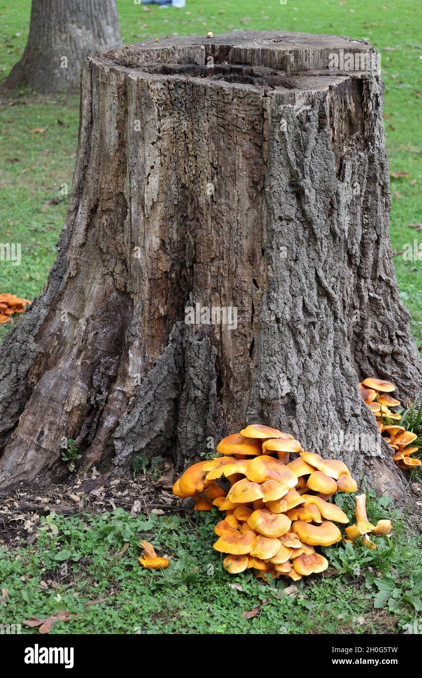 Tree Trunk with Mushrooms Stock Photo - Alamy