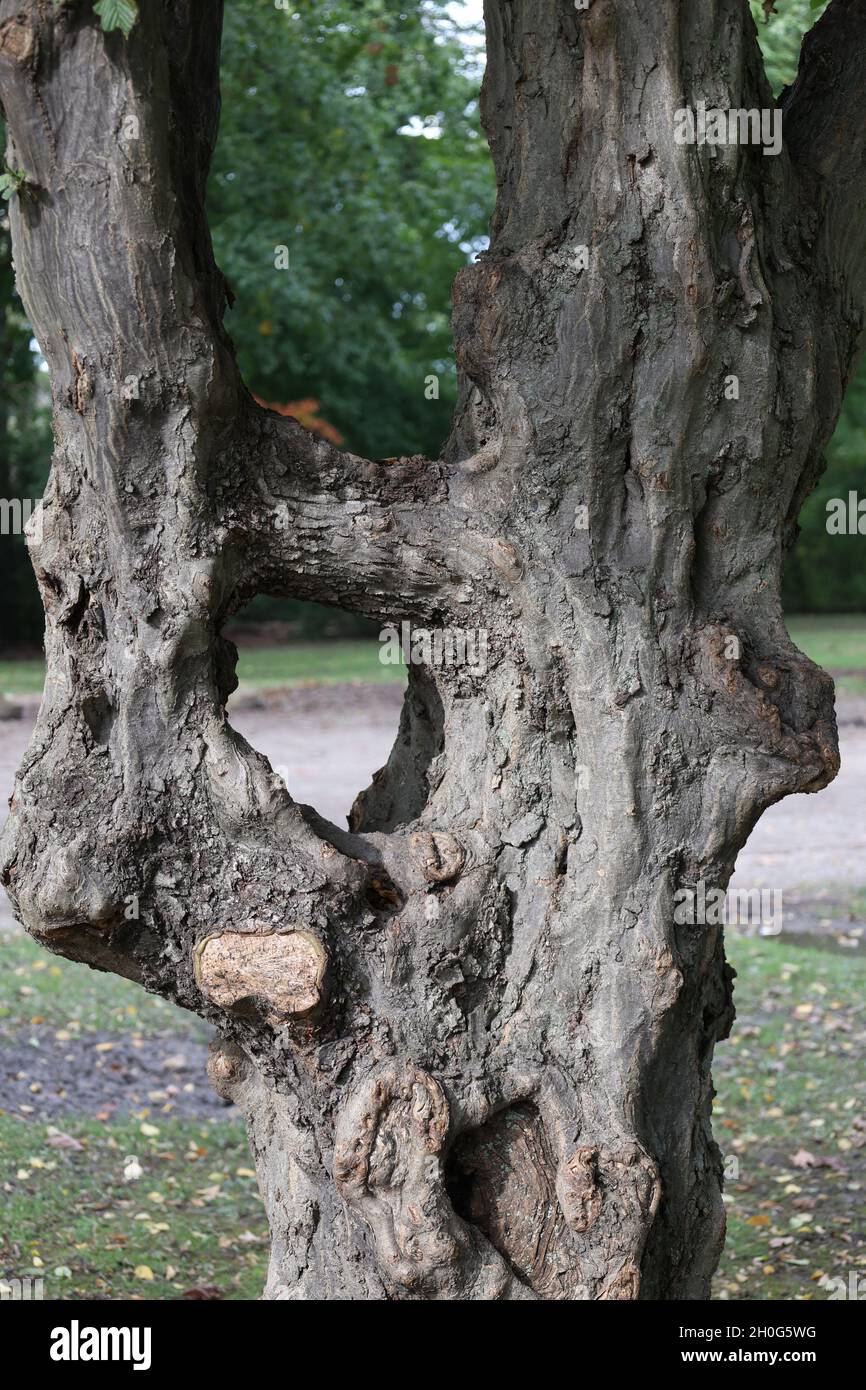 An Intriguing Tree Stock Photo - Alamy
