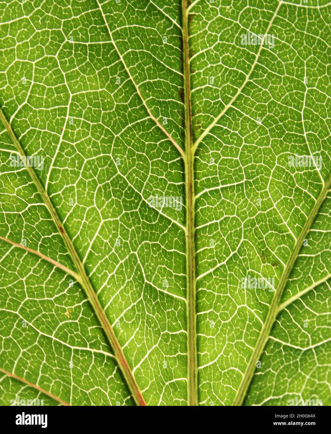 Translucent green leaf hi-res stock photography and images - Alamy