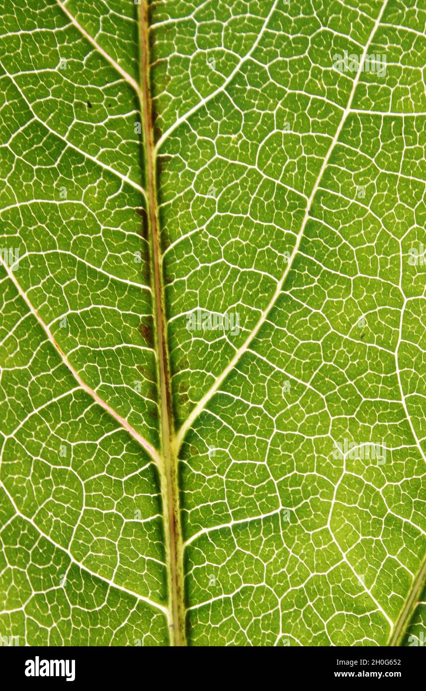 Translucent green leaf hi-res stock photography and images - Alamy