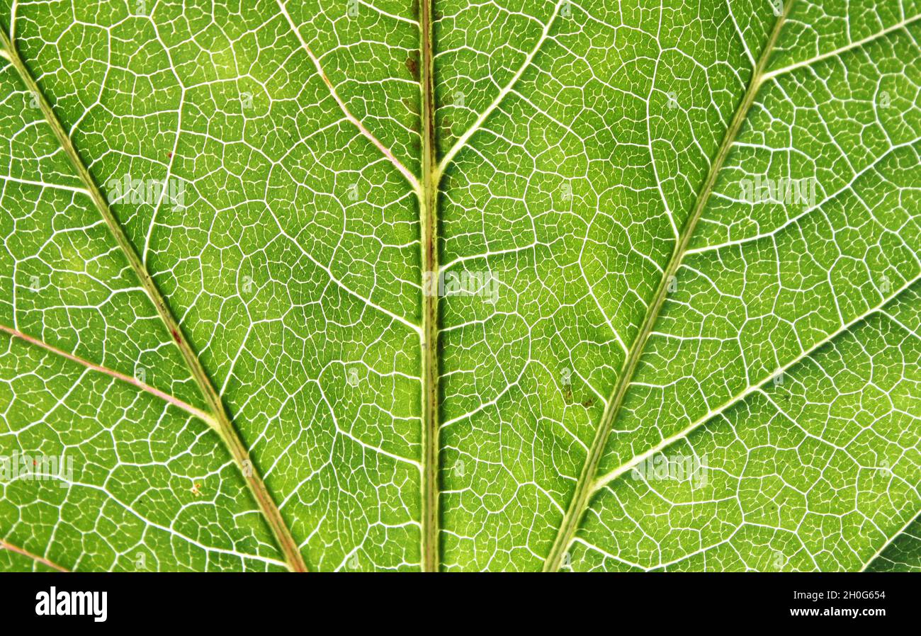 Translucent green leaf hi-res stock photography and images - Alamy